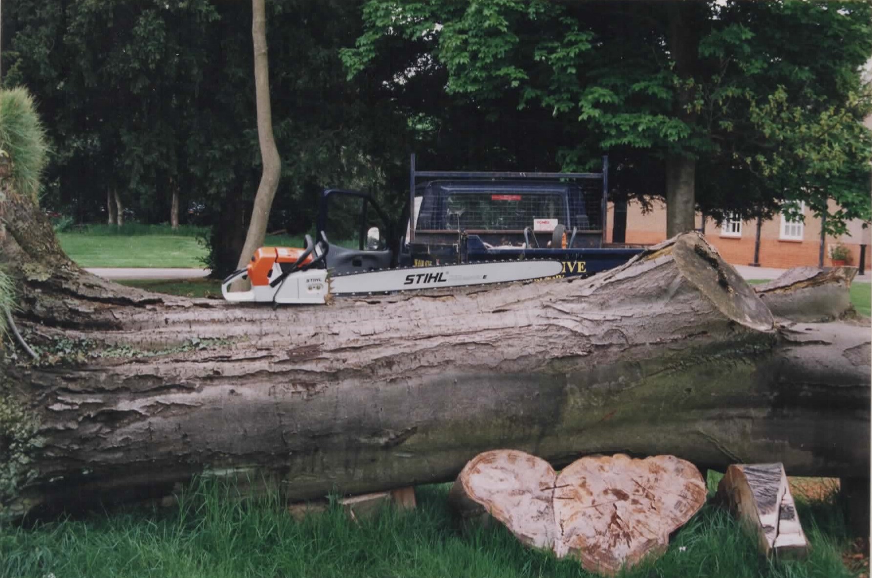 Tree Surgery Rugby - Dead or Alive Trees