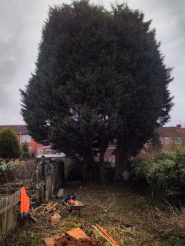 Tree Surgery Rugby - Dead or Alive Trees