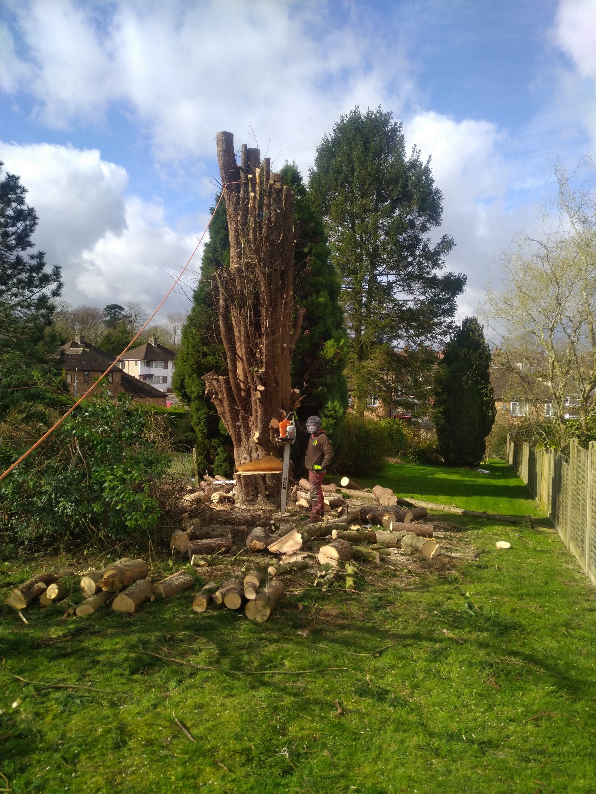 Tree Surgery Rugby - Dead or Alive Trees