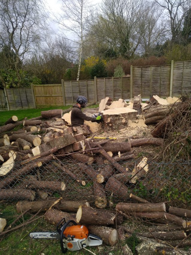Tree Surgery Rugby - Dead or Alive Trees